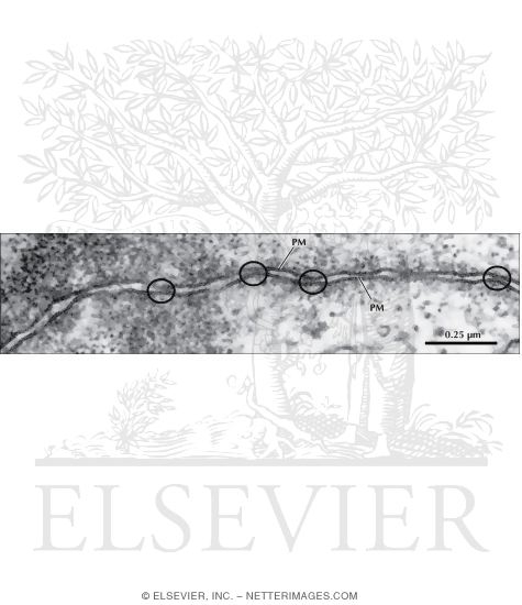 Electron Micrograph of Tight Junctions Between Two Epithelial Cells In ...