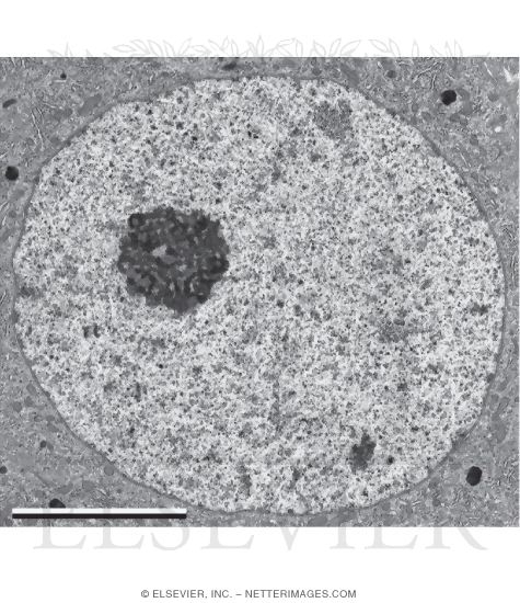 Nerve Cell Electron Microscope