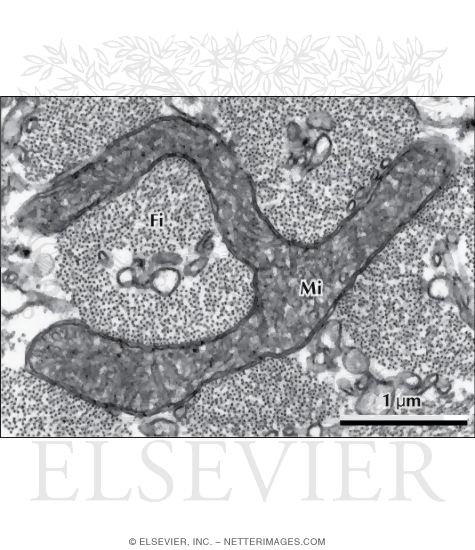 Electron Micrograph of Mitochrondria In a Skeletal Muscle Fiber