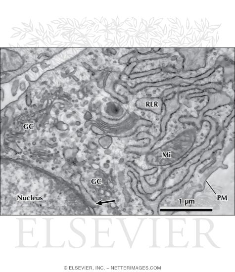 Electron Micrograph of Part of a Fibroblast In a Growing Tendon
