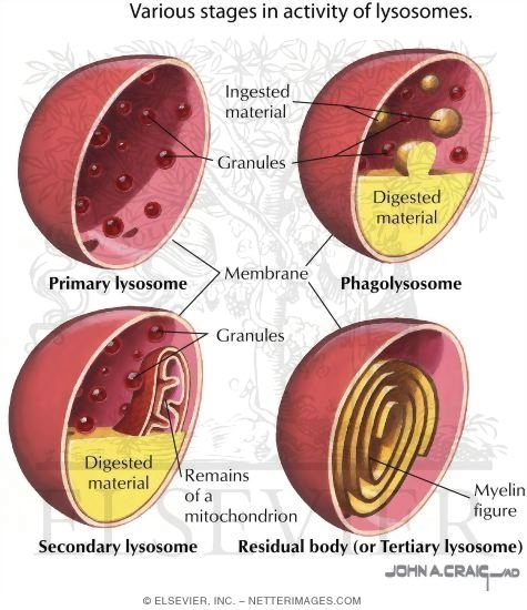 Electron Photomicrographs Showing Lysosomes