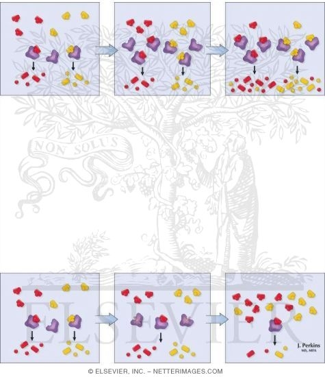 Metabolic Enzyme Induction and Inhibition