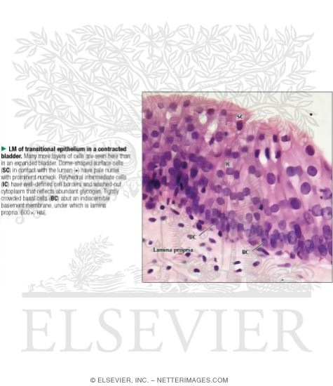 Light Micrograph of Transitional Epithelium In a Contracted Bladder