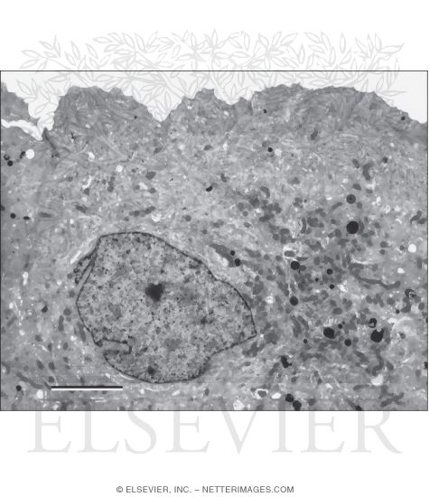 Electron Micrograph of the Apical Part of the Urothelium