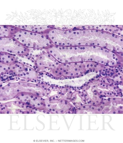 Light Micrograph of Basement Membranes In the Cortex of a Kidney