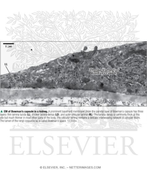 Electron Micrograph of Bowman's Capsule In a Kidney