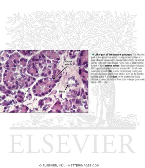 Light Micrograph of Part of the Exocrine Pancreas