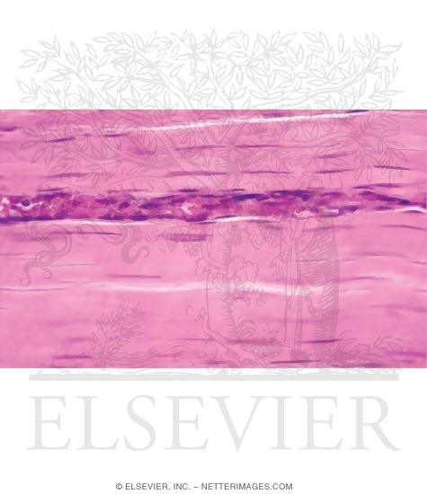 Light Micrograph of a Tendon In Longitudinal Section