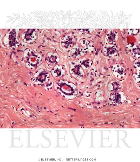 loose irregular tissue