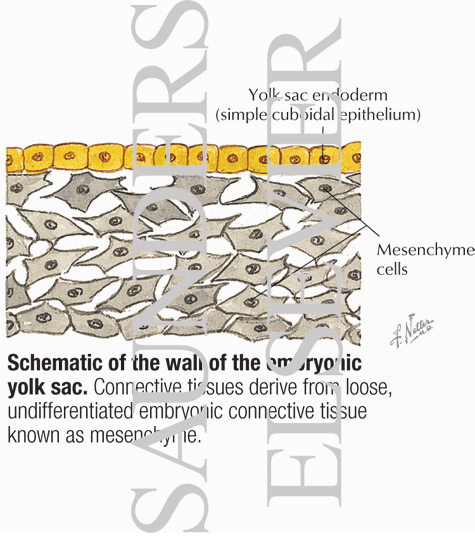 Schematic of the Wall of the Embryonic Yolk Sac