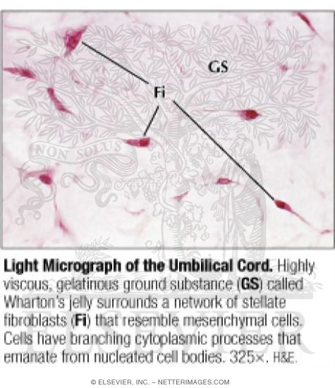 Light Micrograph of the Umbilical Cord