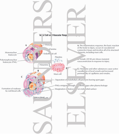 Vascular Response to Injury