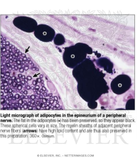 Watermarked preview of labeled image: Light Micrograph of Adipocytes In ...