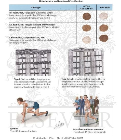 fast and slow twitch fibres coloring pages