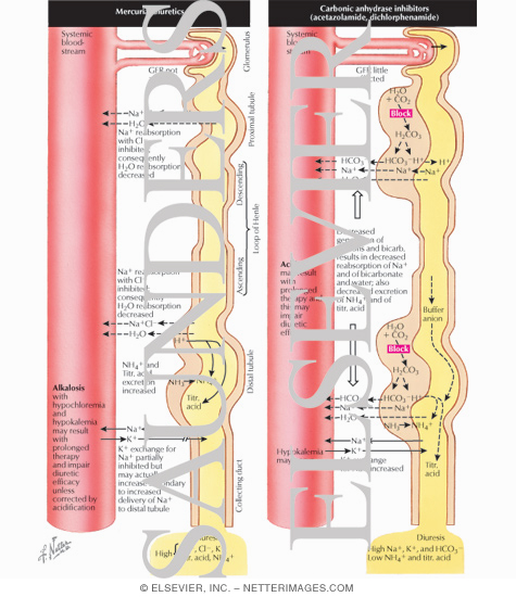 Diuretics - Mercurial Diuretics; Carbonic Anhydrase Inhibitors