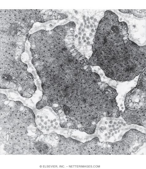 Electron Micrograph Of Parts Of Several Smooth Muscle Cells In