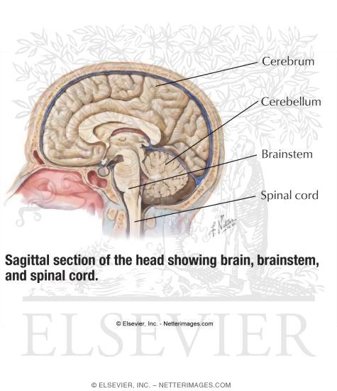 Medial Surface of the Brain: Brodmann Areas