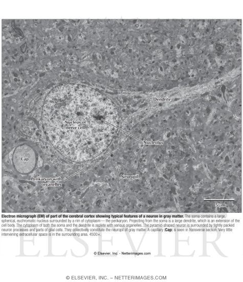 Electron Micrograph Em Of Part Of The Cerebral Cortex Showing Typical Features Of A Neuron In