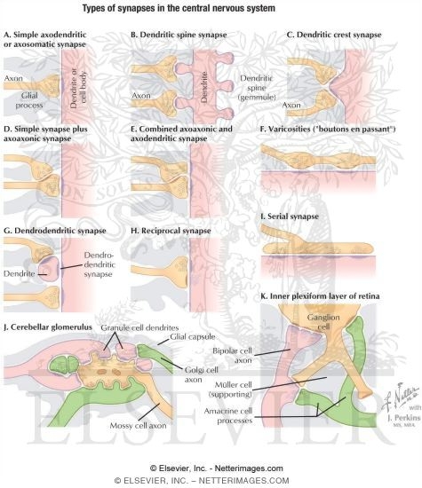 Types of Synapses