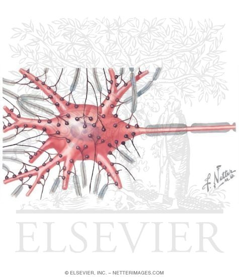 Schematic of Synaptic Endings
