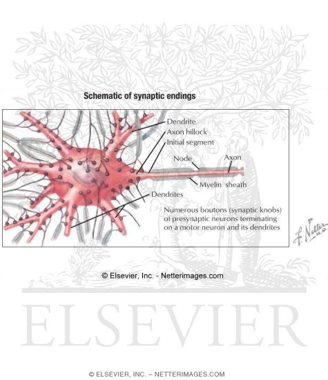 Schematic of Synaptic Endings