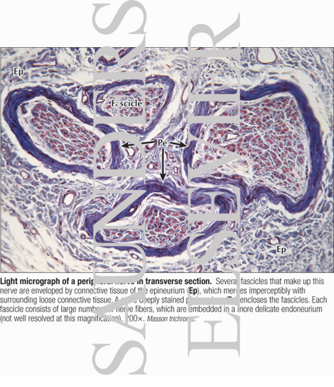 Light Micrograph of a Peripheral Nerve In Transverse Section