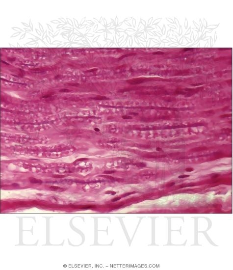 Peripheral Nerve Longitudinal Histology