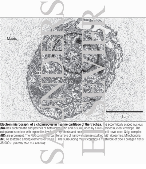 Electron Micrograph of a Chondrocyte In Hyaline Cartilage of the Trachea