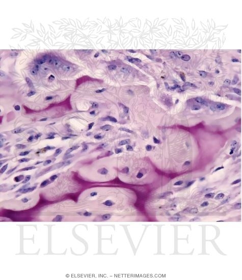 High Magnification Light Micrograph of Part of the Metaphysis In ...