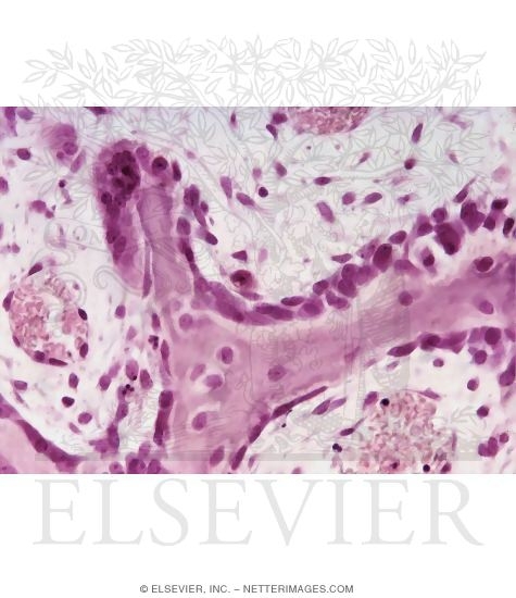 Light Micrograph of Fetal Bone Showing a Developing Bony Trabecula ...