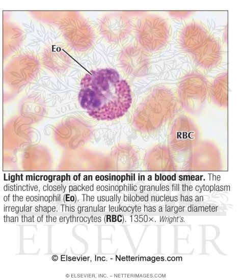 Light Micrograph of an Eosinophil In a Blood Smear