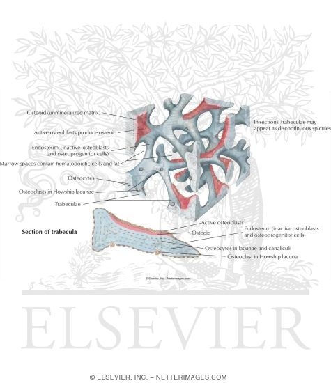 Structure of Cancellous Bone