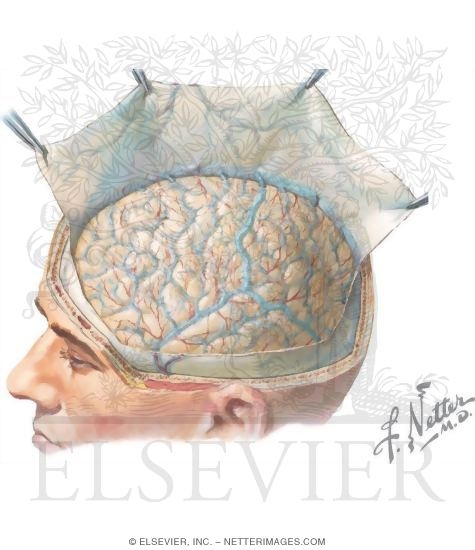 Meninges and Reflection of Dura Mater
