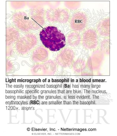 Light Micrograph of a Basophil In a Blood Smear