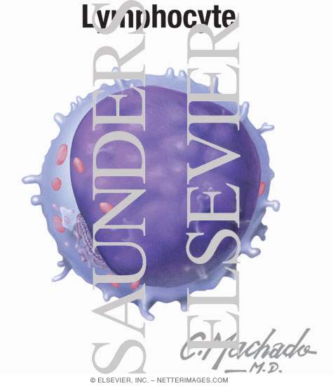 Lymphocyte
