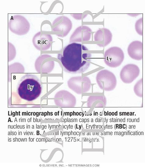 lymphocytes under microscope labeled