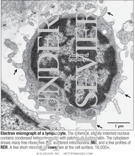 Electron Micrograph of a Lymphocyte