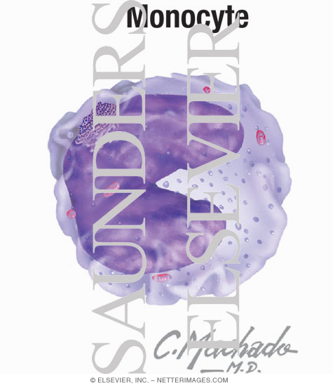 Monocyte