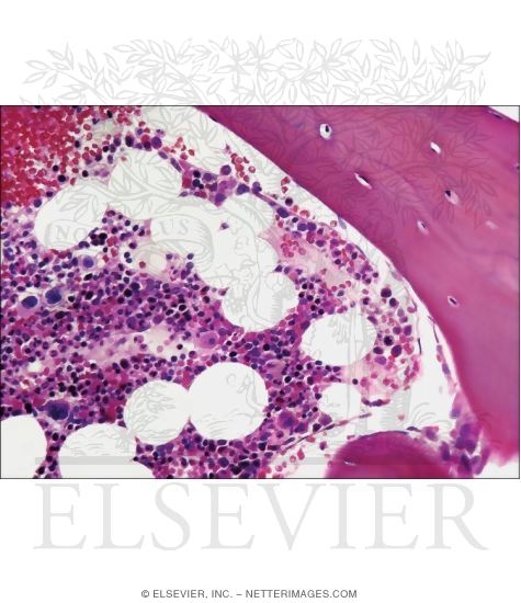Light Micrograph Showing the Architecture of the Bone Marrow