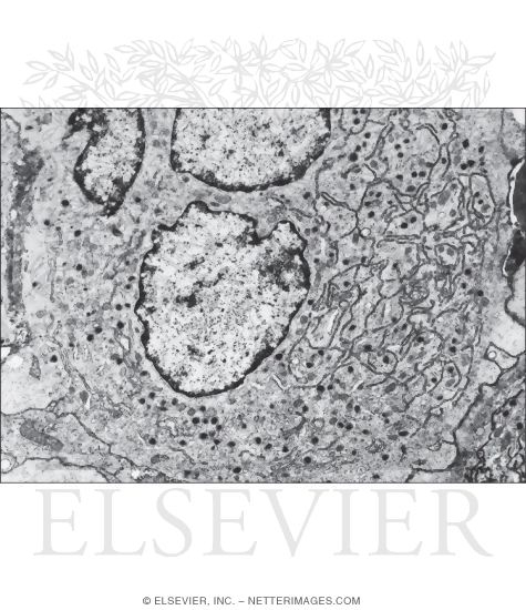 Electron Micrograph of Part of a Megakaryocyte In a Bone Marrow Section