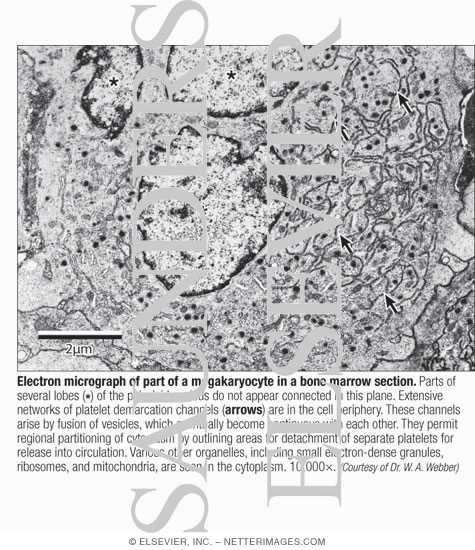Electron Micrograph of Part of a Megakaryocyte In a Bone Marrow Section
