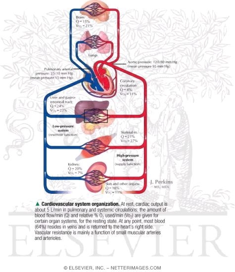 Cardiovascular System Overview