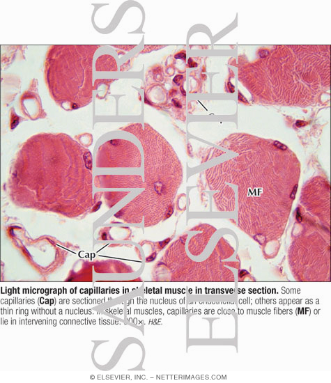 Light Micrograph of Capillaries In Skeletal Muscle In Transverse Section