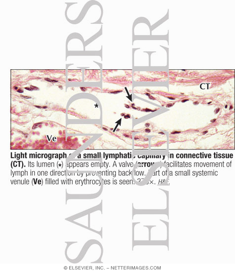 Light Micrograph of a Small Lymphatic Capillary In Connective Tissue