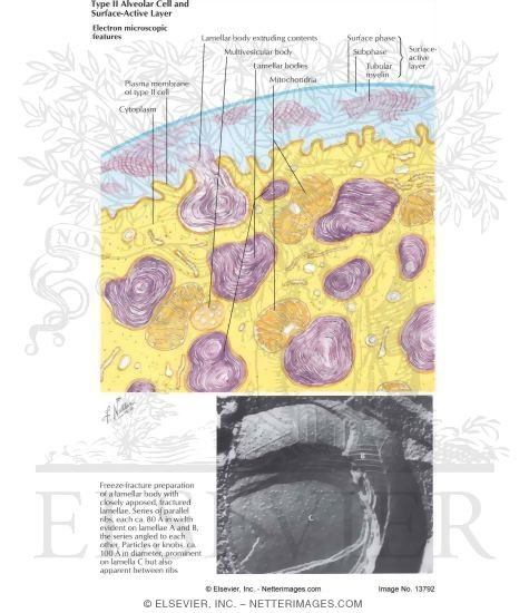 Type II Alveolar Cell and Surface-Active Layer
