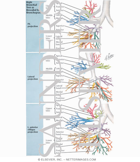 Bronchial Tree Netter Bronchial Tree Netter