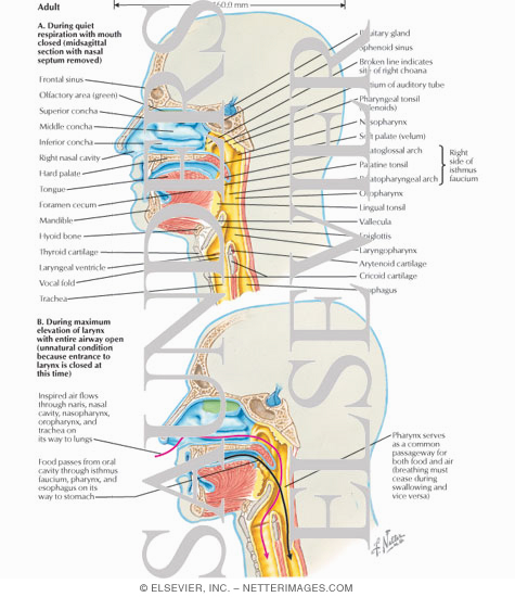 Upper Respiratory System