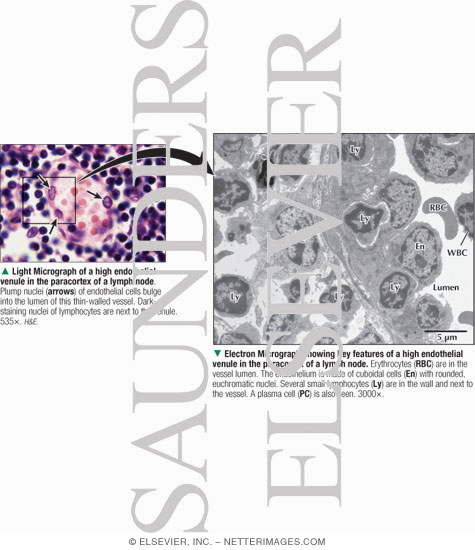 Light Micrograph of a High Endothelial Venule In the Paracortex of a ...