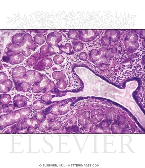 Light Micrograph of a Mucous Gland In the Palatine Tonsil