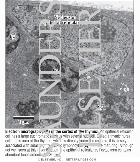 Electron Micrograph of the Cortex of the Thymus